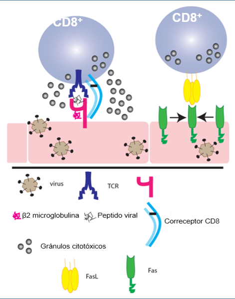 Células T CD8+ | British Society for Immunology