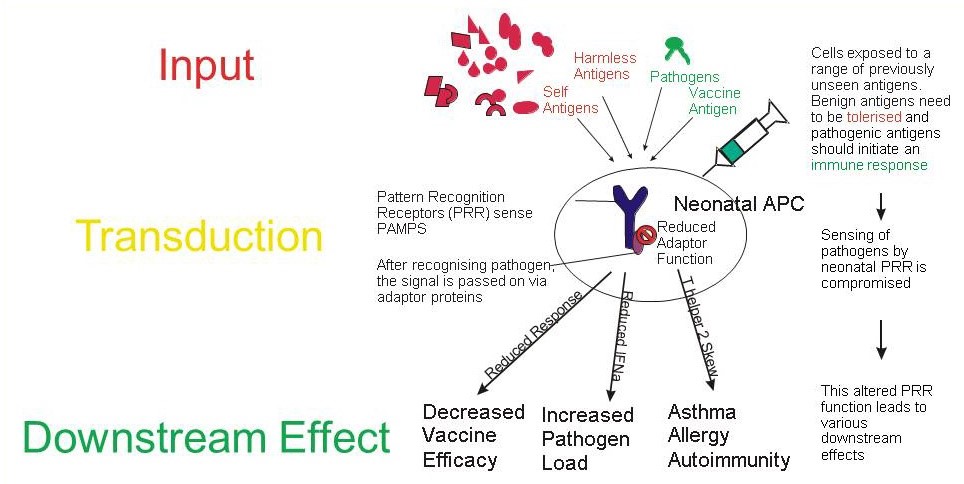Neonatal Immunology British Society For Immunology