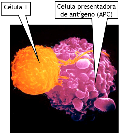 Células T | British Society for Immunology