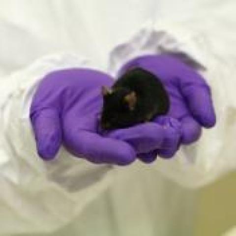 The C57BL/6 mouse (1921) | British Society for Immunology